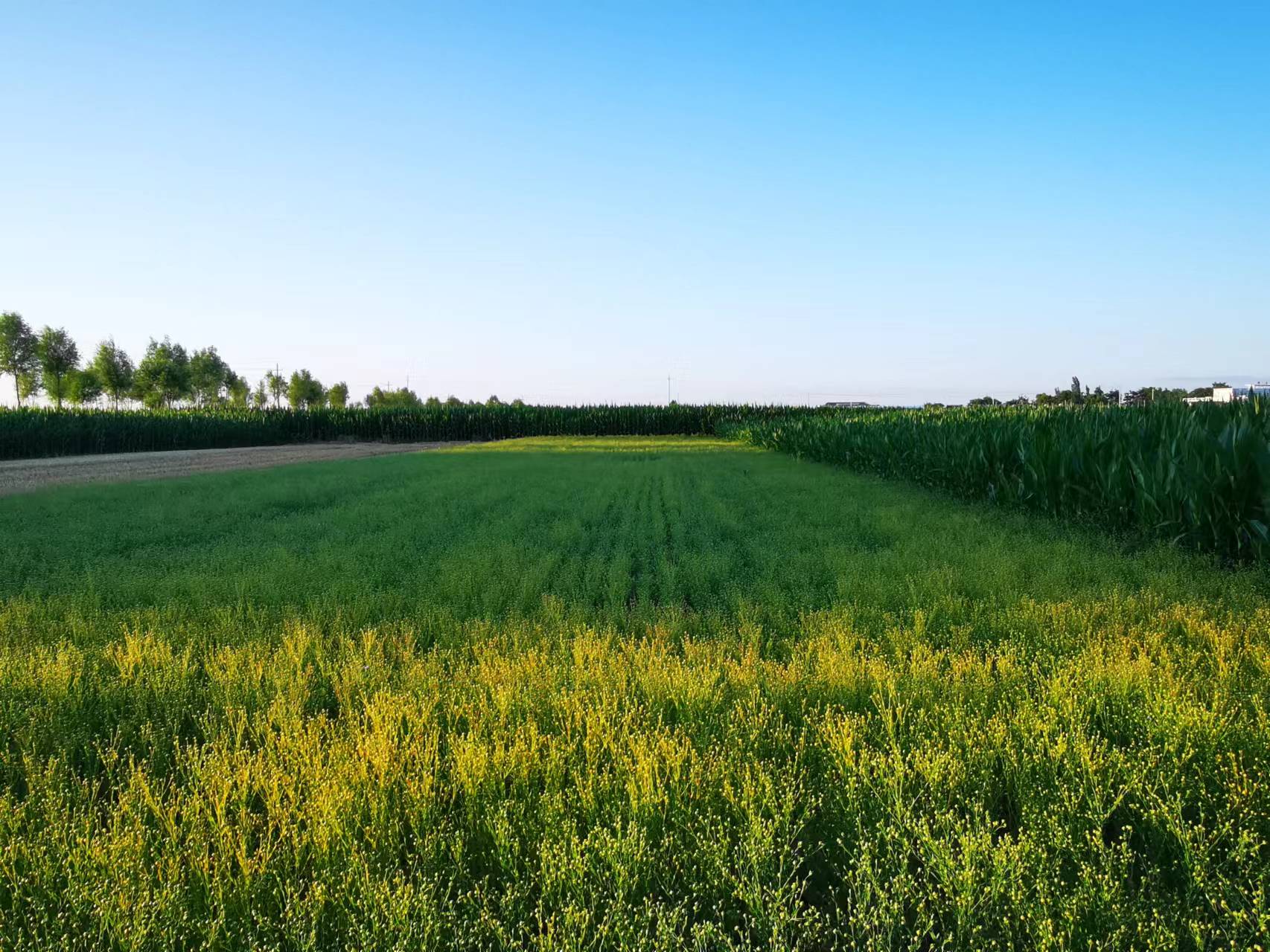 He Xiaolong: An Elegy for Farming Civilization - iNEWS