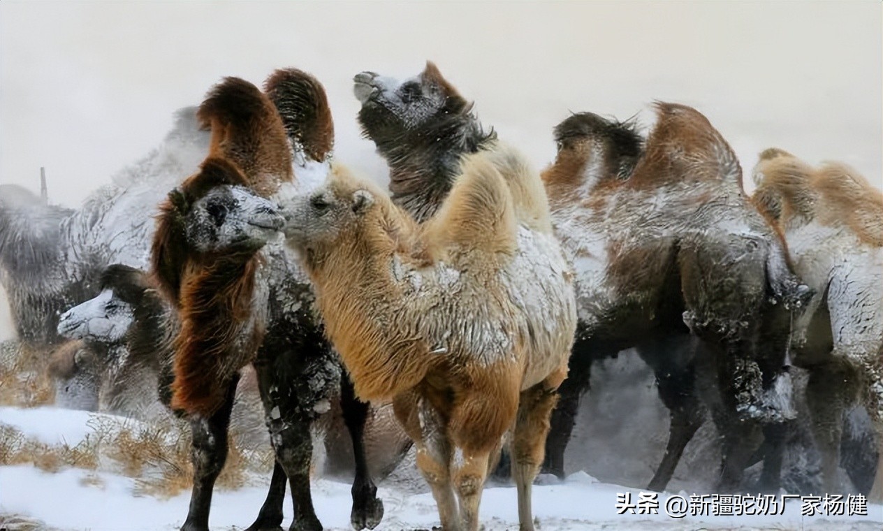 A few deep thoughts on camel milk... - iNEWS