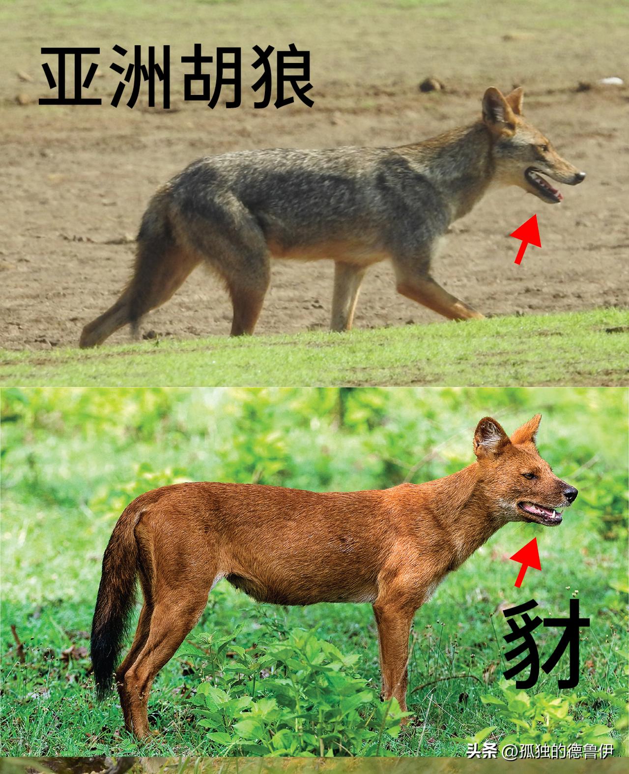 There are only two kinds of wolves in China. Do you know which two ...