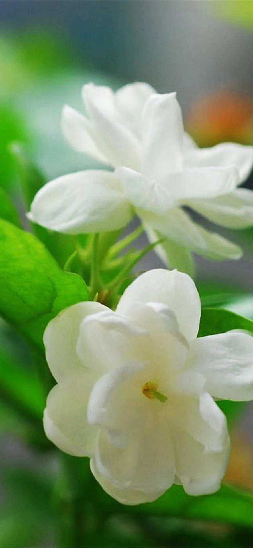 Jasmine lock screen wallpaper - iNEWS