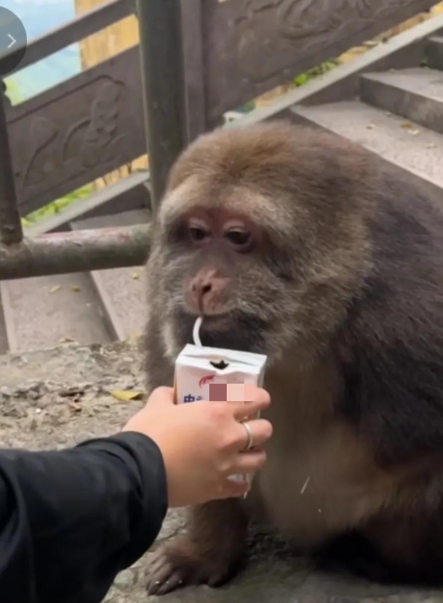 The name of the monkey adopted by the 90-year-old Shi Tai in Yanghu ...