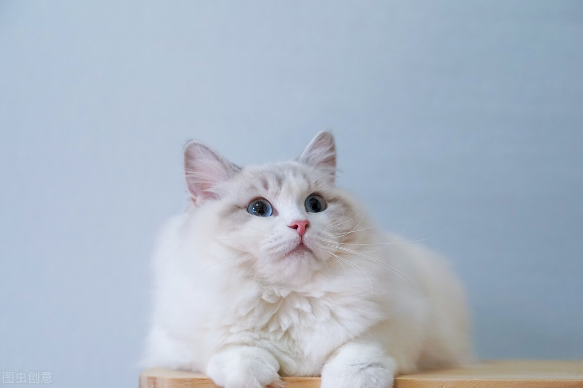 Novice cat!Year-round maintenance schedule to harvest healthy kittens ...