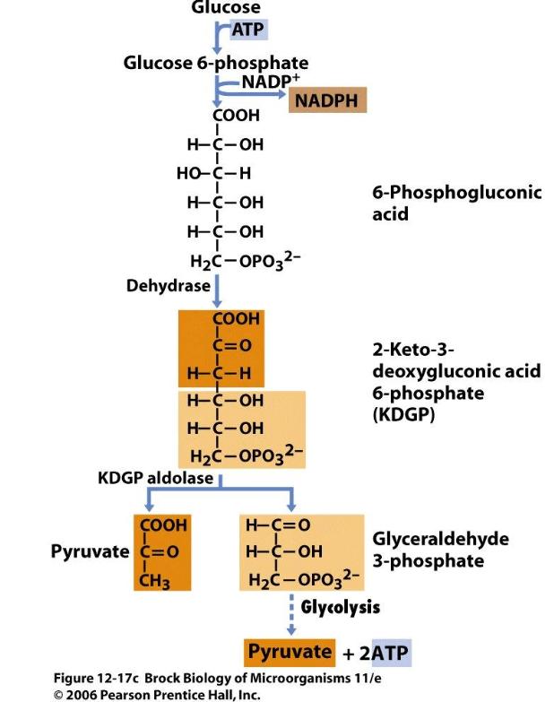 Trans-Aconitic Acid reveals the mystery of cell metabolism? - iNEWS