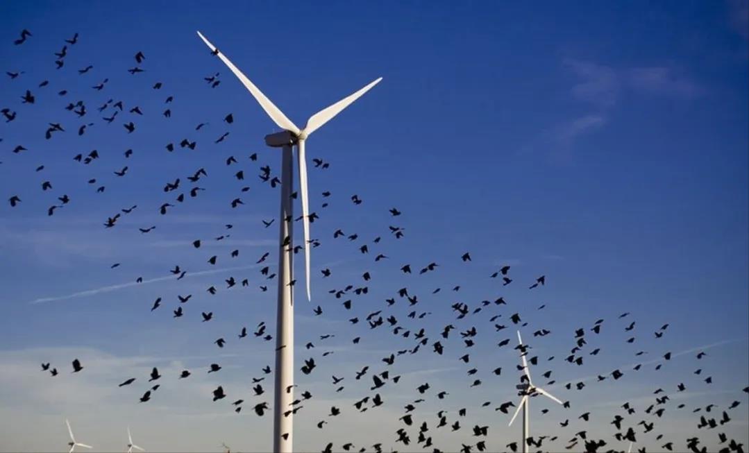 Is wind power dangerous? Foreign countries are demolishing a large area ...