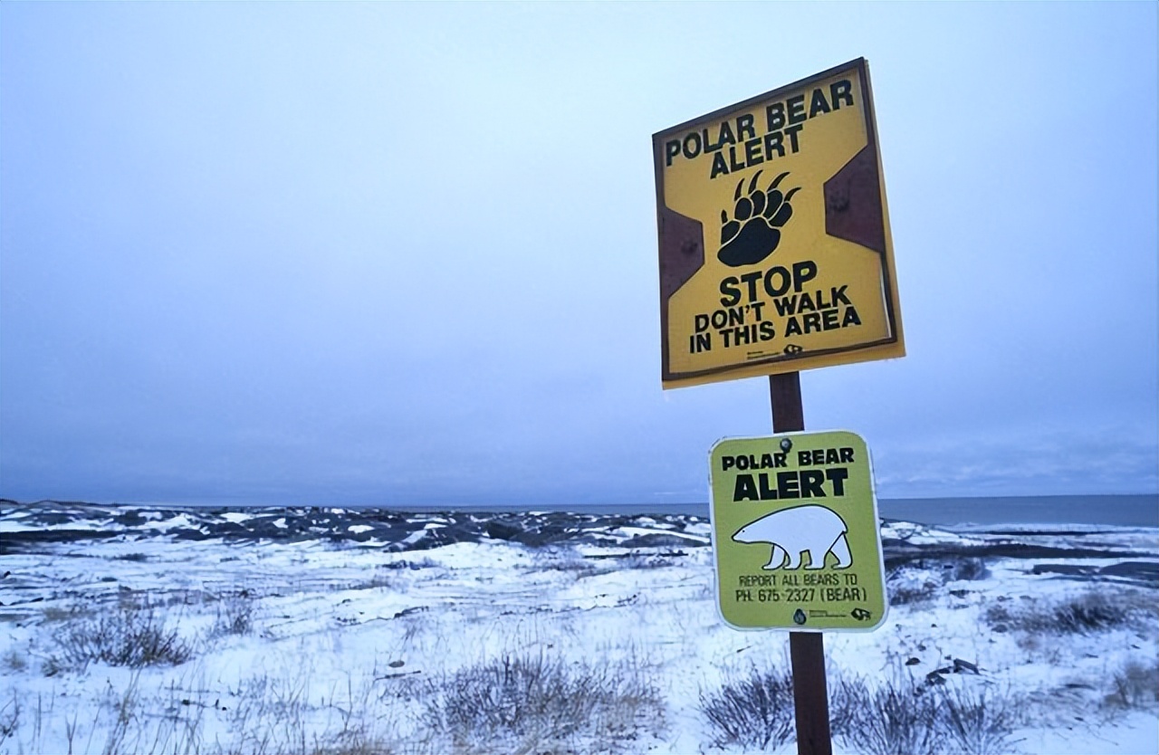 Canada's border town is home to the world's only polar bear prison ...