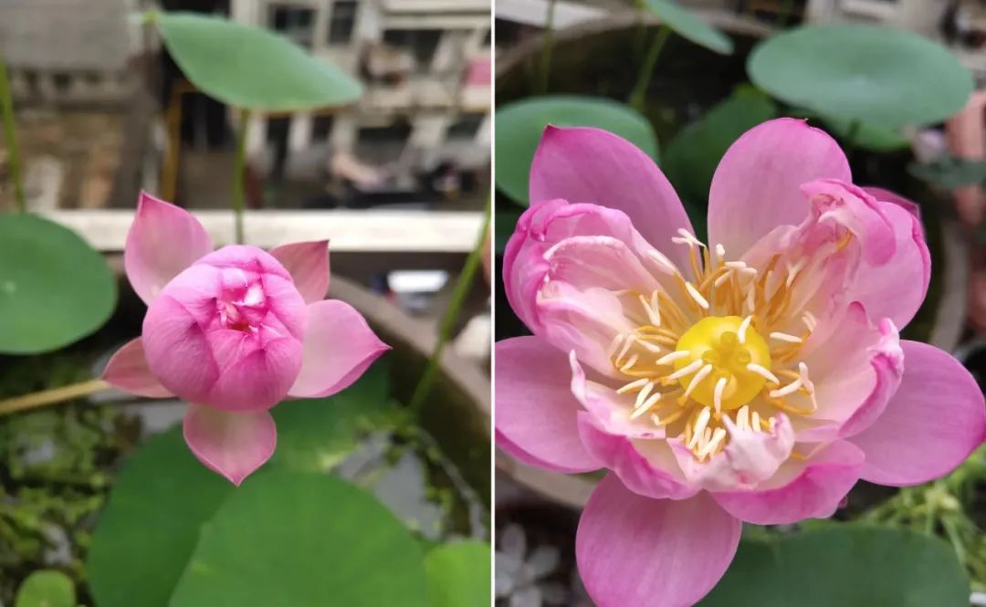 In the full summer, the lotus flowers are blooming! Super practical ...
