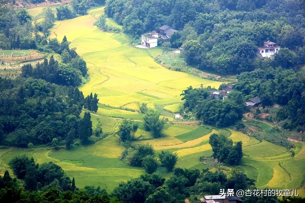 Enjoy the scenery of the fields and taste the latest lychees in Hejiang ...