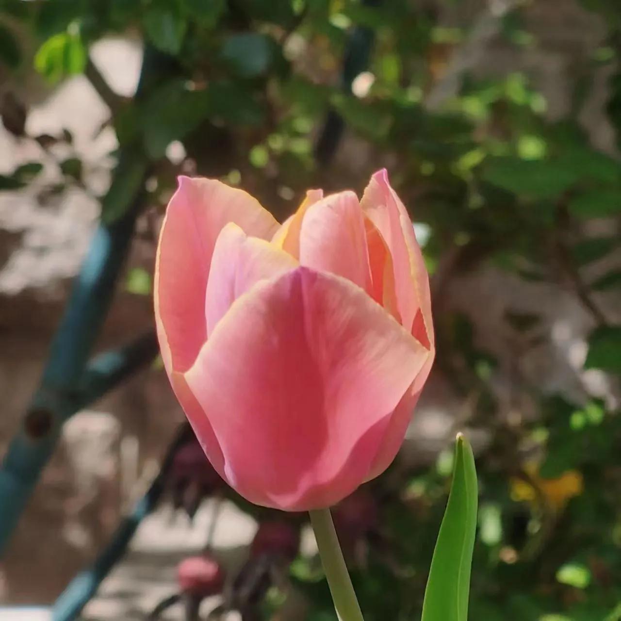 Accompany your child through adolescence smoothly with love and respect ...