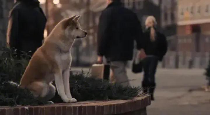 "The Story of Hachiko the Faithful Dog": The Loyalty of Dogs Touches ...