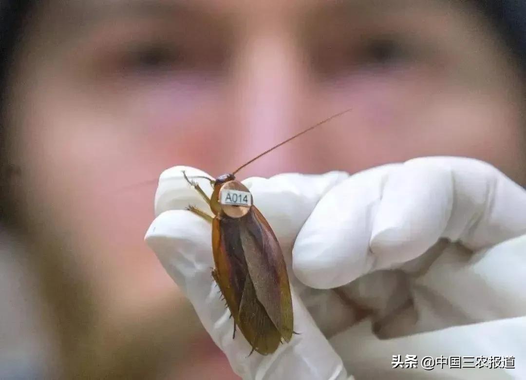 Stop drinking milk, have a cup of cockroach milk - iNEWS