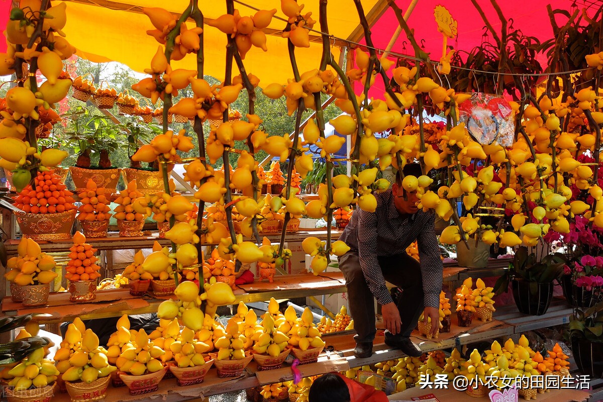 Three kinds of "lucky fruits", plant one at home, happy and good luck ...