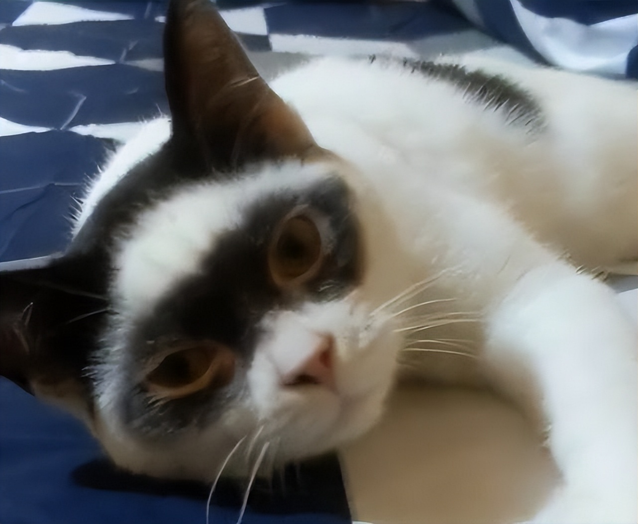 The "Zorro" cat was exposed on the Internet after being questioned ...