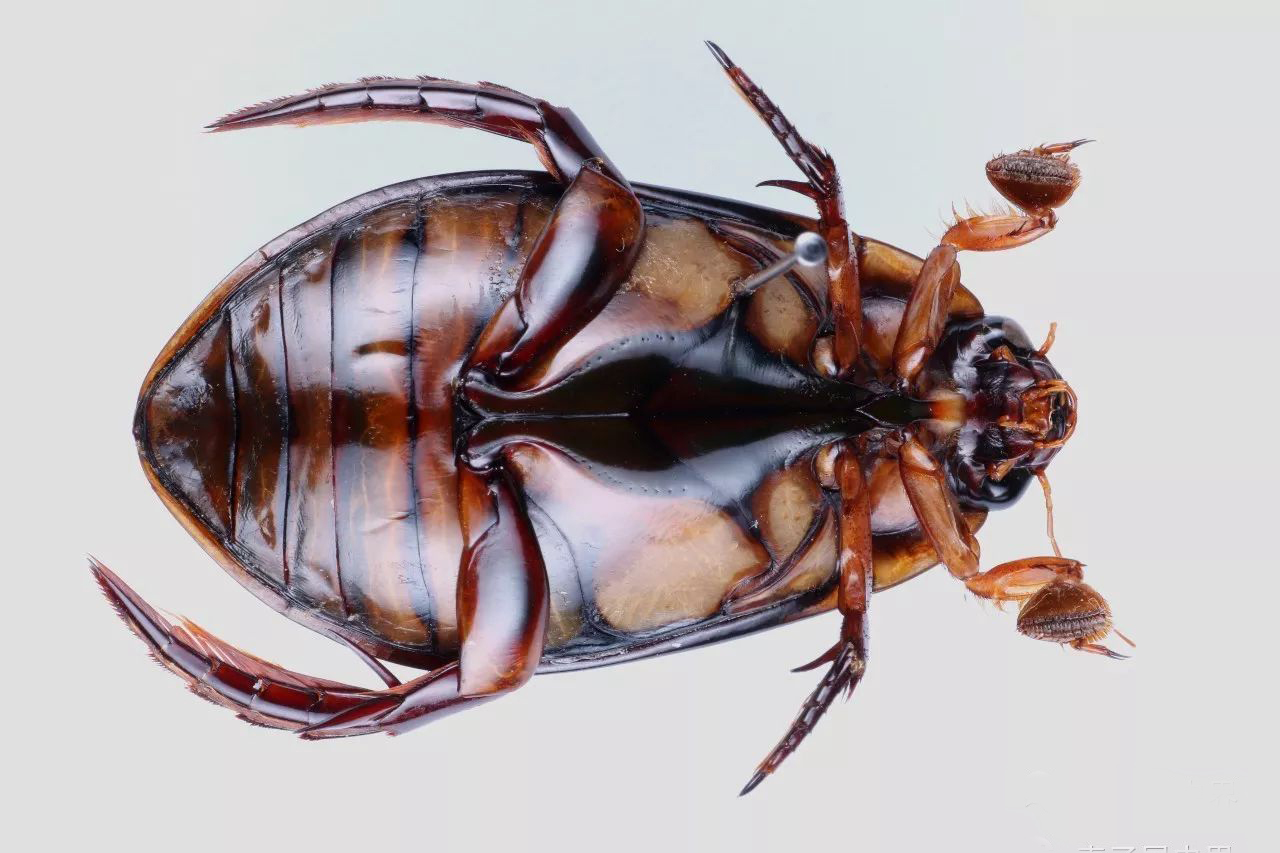 There is a kind of insect called water cockroach in the countryside. It ...