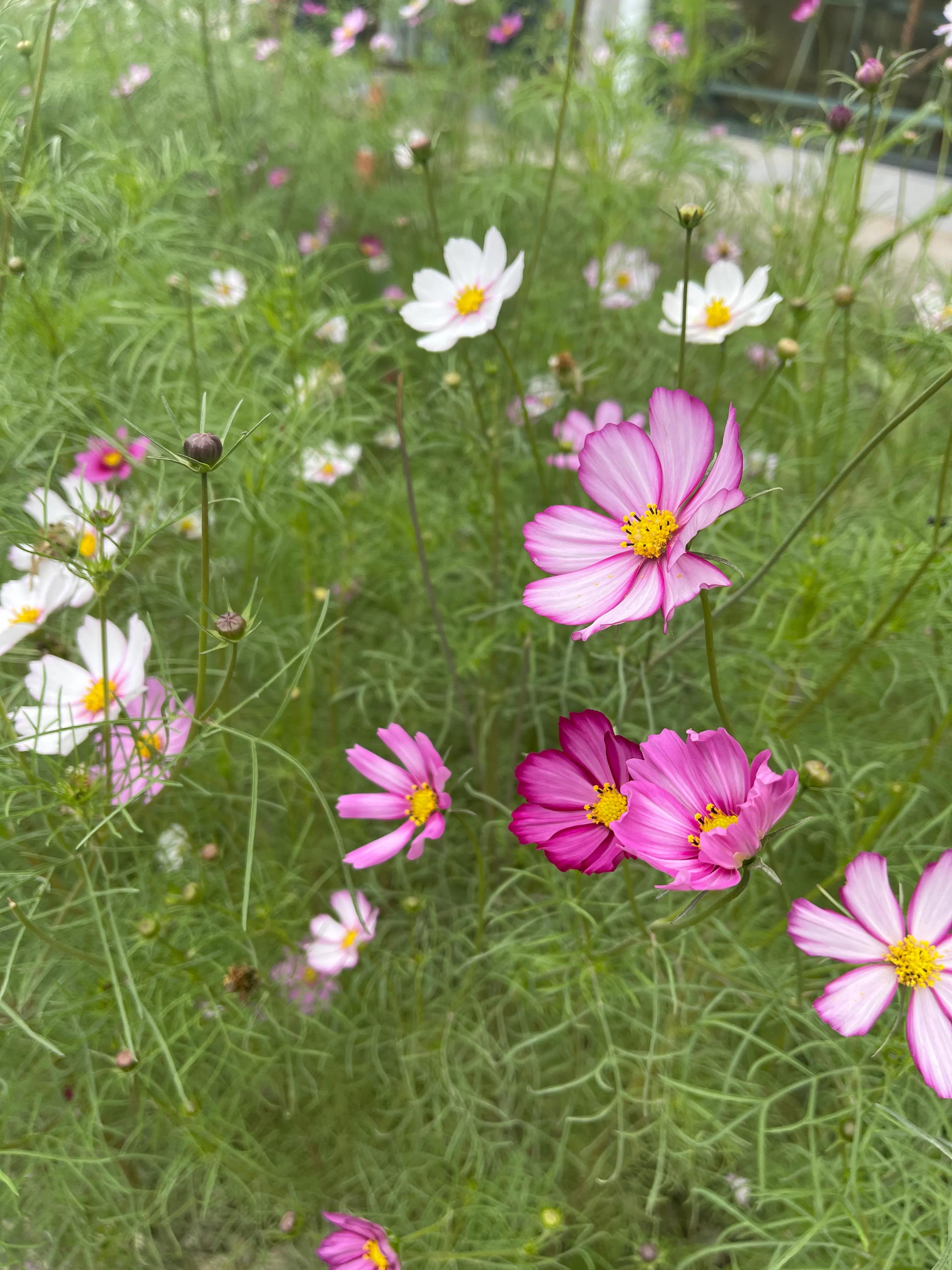 Gesang Flower of Tibet's Beautiful Scenery - iNEWS