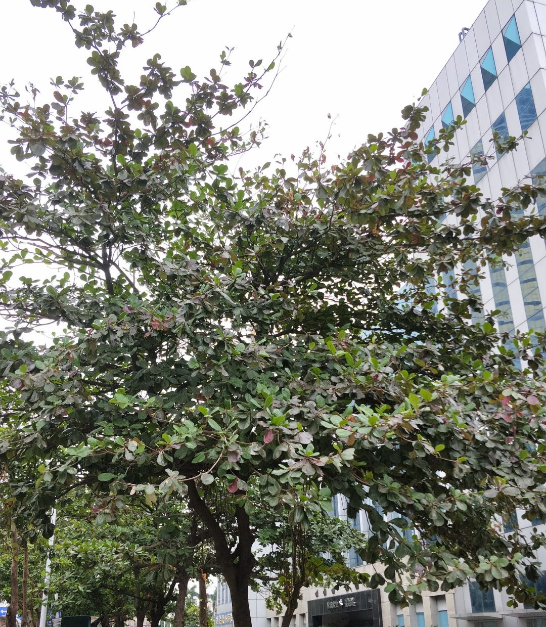 What kind of tree is the terminal tree - iMedia