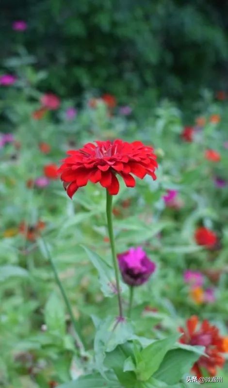 Mahao Wetland Park: Zinnias bloom and a feast of flowers awaits you - iNEWS