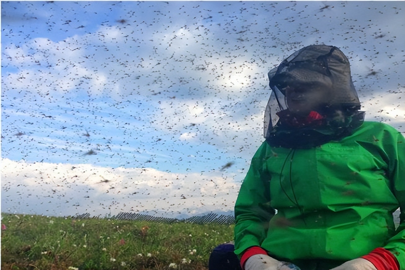 Russian professional "diggers" dig up 90% of them and sell them to ...