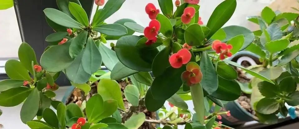 These four kinds of lazy flowers are strong and insect-free, easy to ...