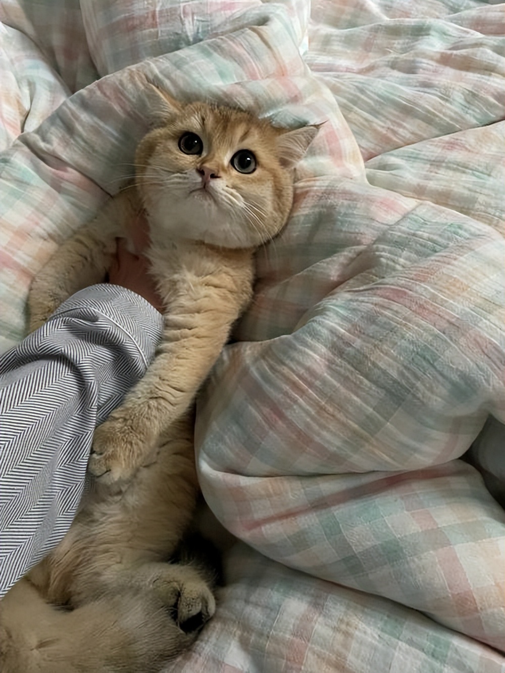 Golden Gradient cats like to go to bed for these reasons besides loving ...