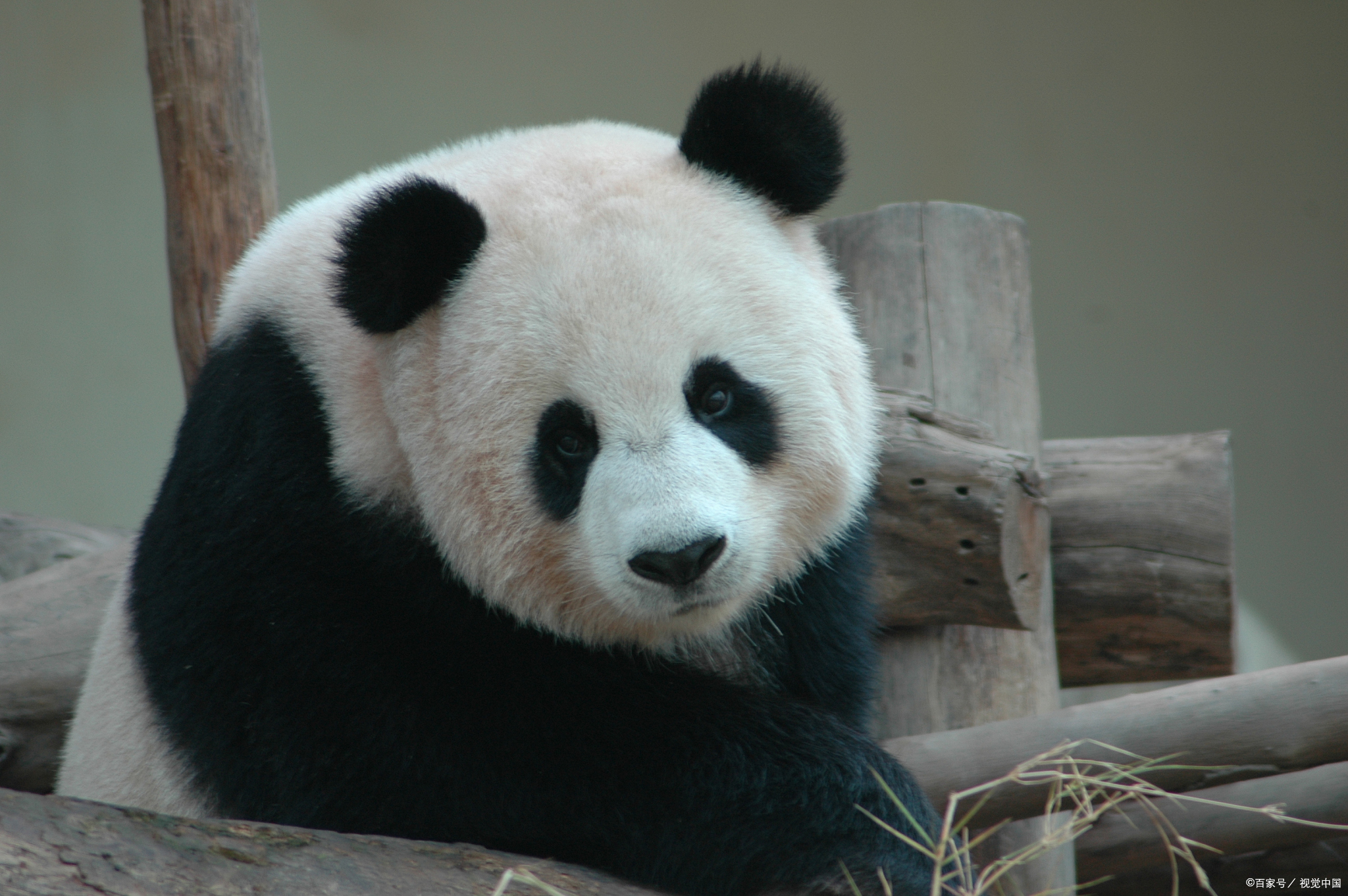 The giant panda baby "Yuanmeng" in France is coming home! - iMedia