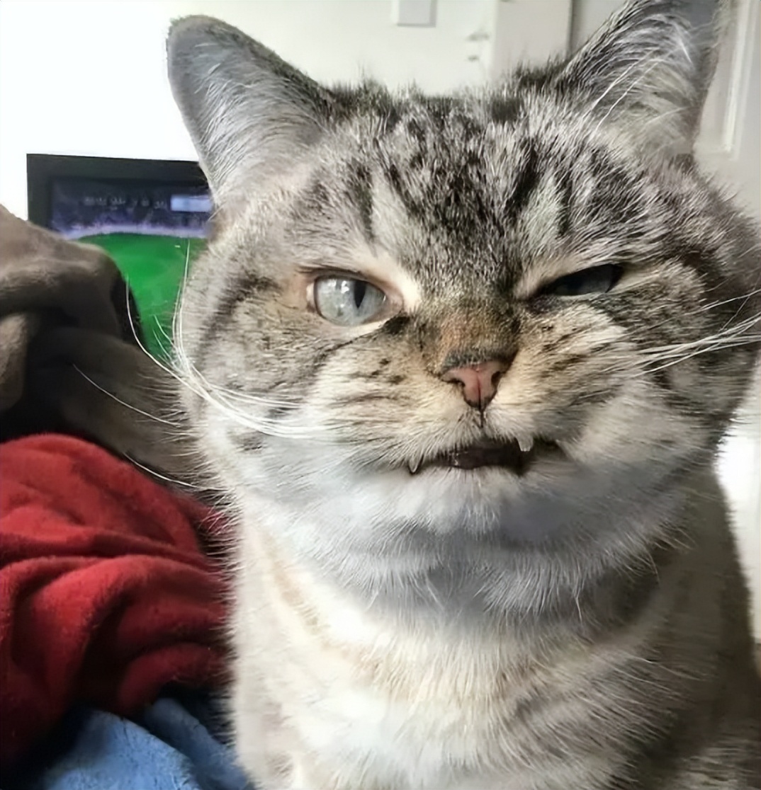 Why is the cat mad at you?There are several reasons why cats suddenly ...