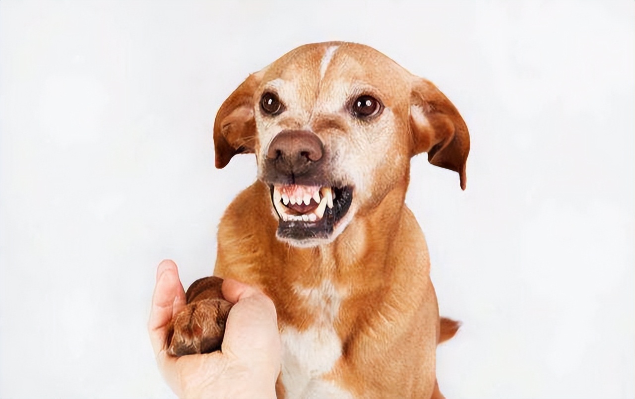 What is the difference between a dog "likes you" and "hate you"?These ...