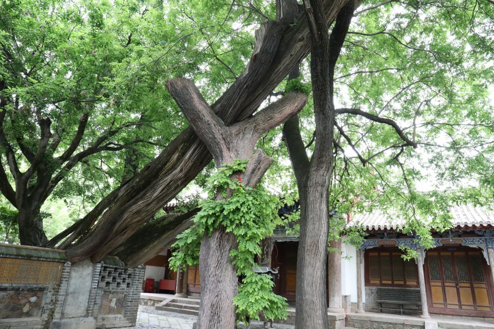 The "Secrets of Youth" of the Thousand-Year-Old Tree - iNEWS