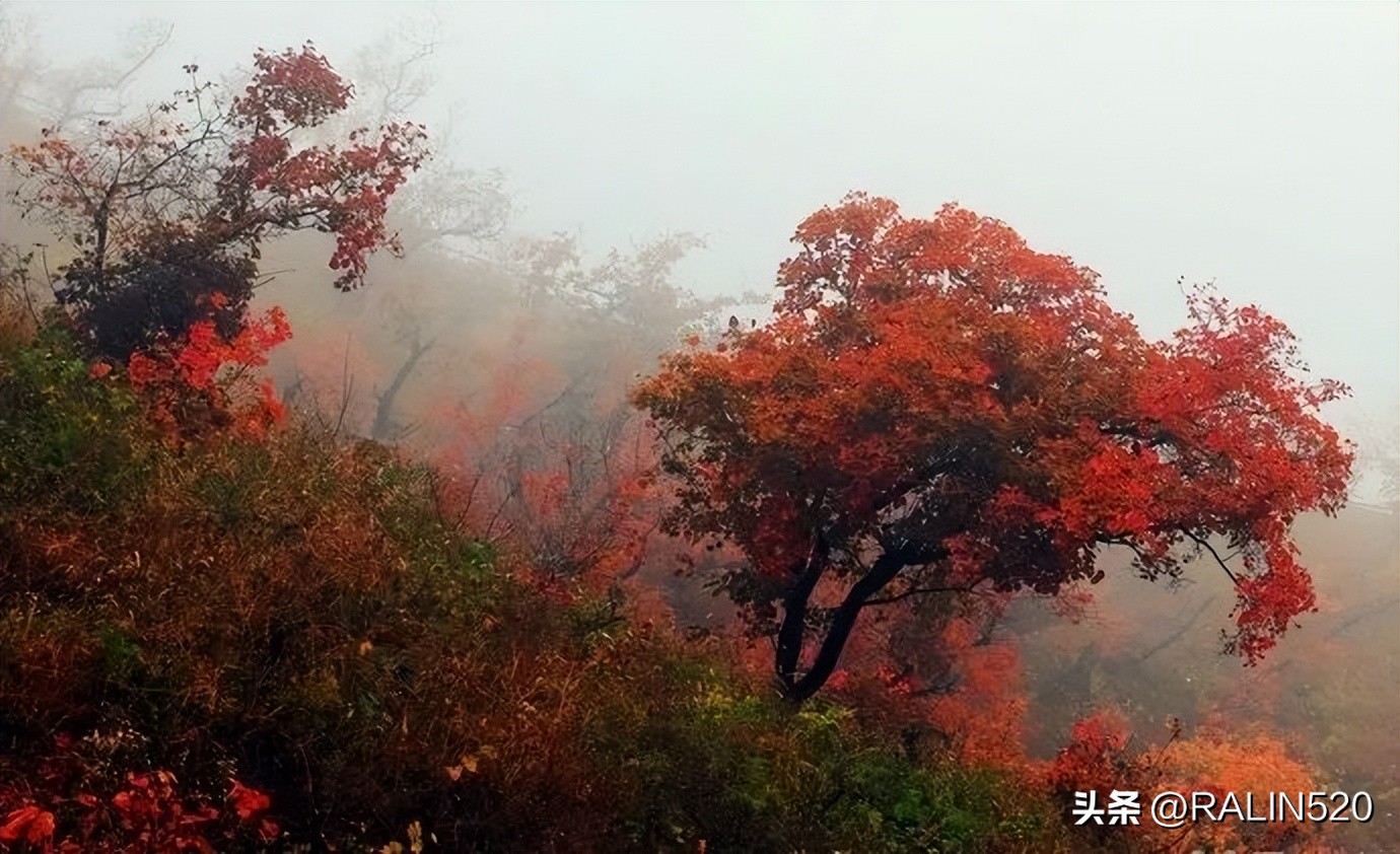The most beautiful is maple leaf red, 6 red maple holy places are ...