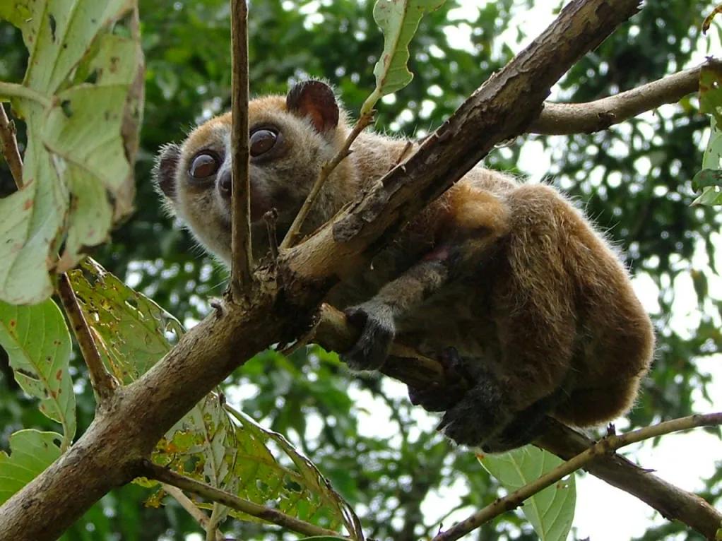 Loris: How lazy can it be? - iMedia