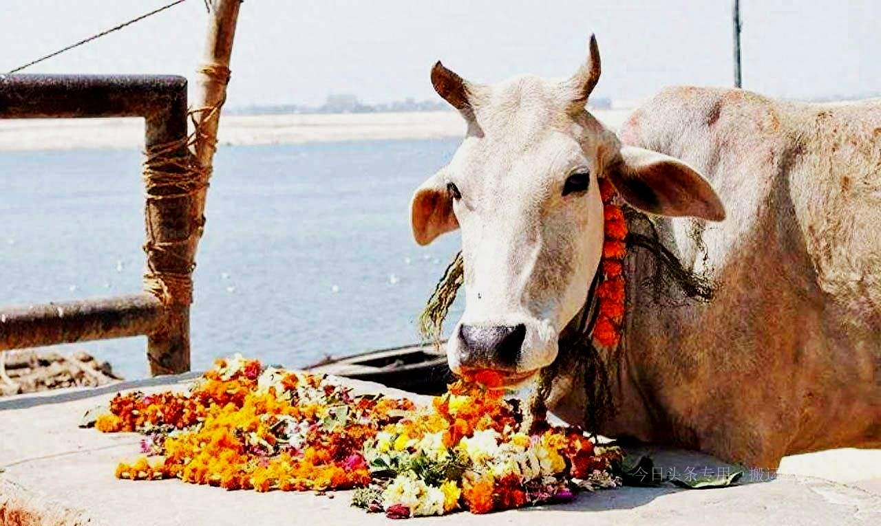 An Indian man abandoned his first wife and spent 170,000 to marry a cow ...