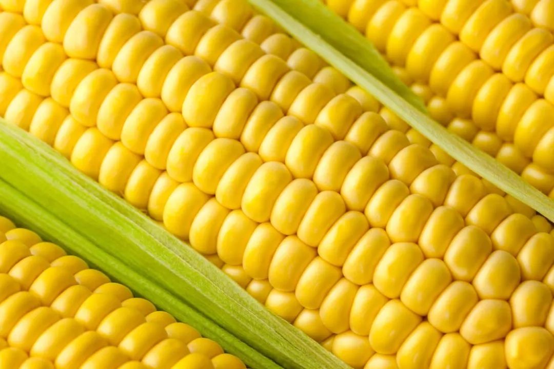 Happy reading of the poem "Unforgettable Mother's Ears of Corn" - iNEWS