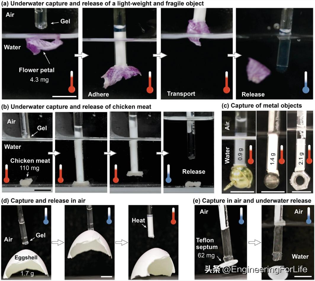 "AFM》: Efficient and switchable underwater adhesion channelized ...