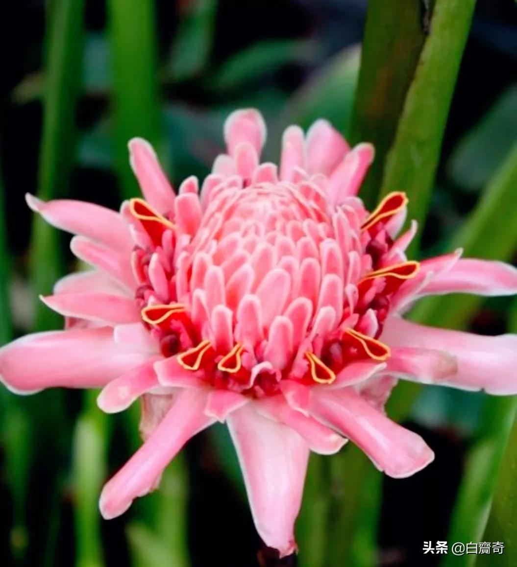 Multicolor Porcelain Rose Torch Ginger - iNEWS
