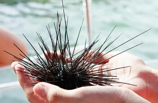 The longest-lived deep-sea monster in the world!Are there any animals ...