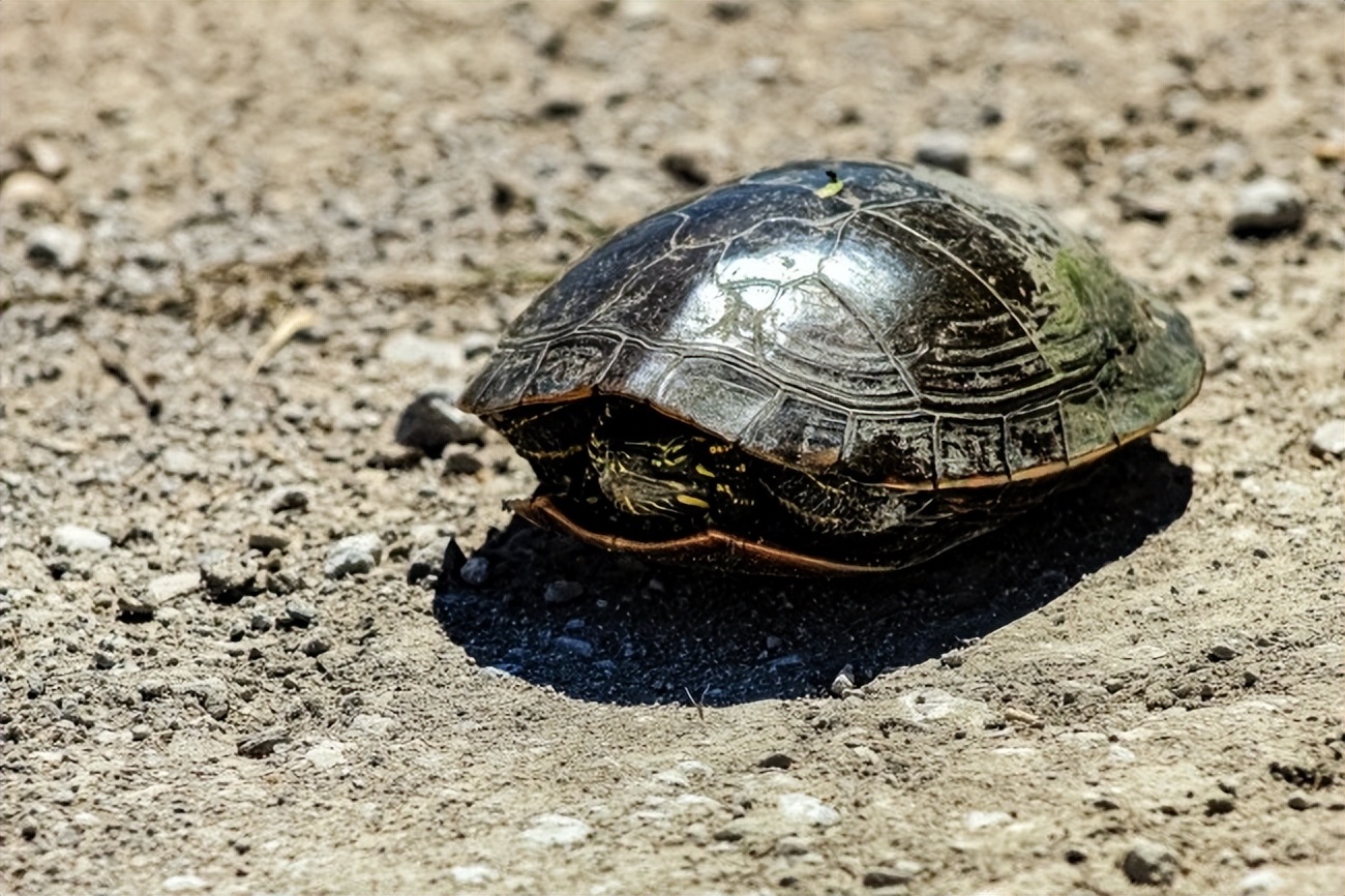 How can I live as long as a turtle? - iNEWS