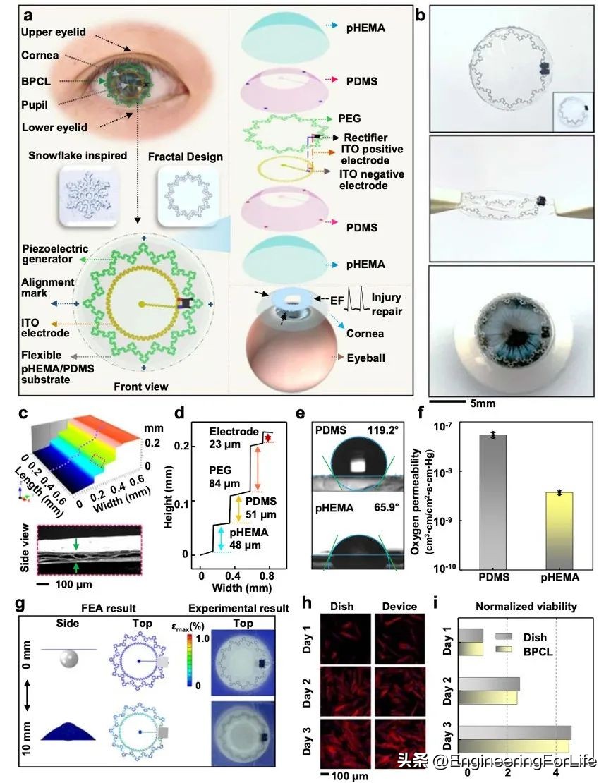 Corneal damage can be repaired in the blink of an eye! Studying ...