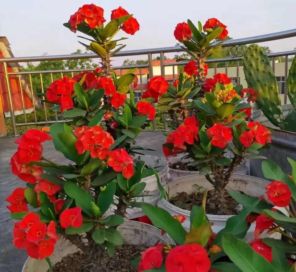 These four kinds of lazy flowers are strong and insect-free, easy to ...