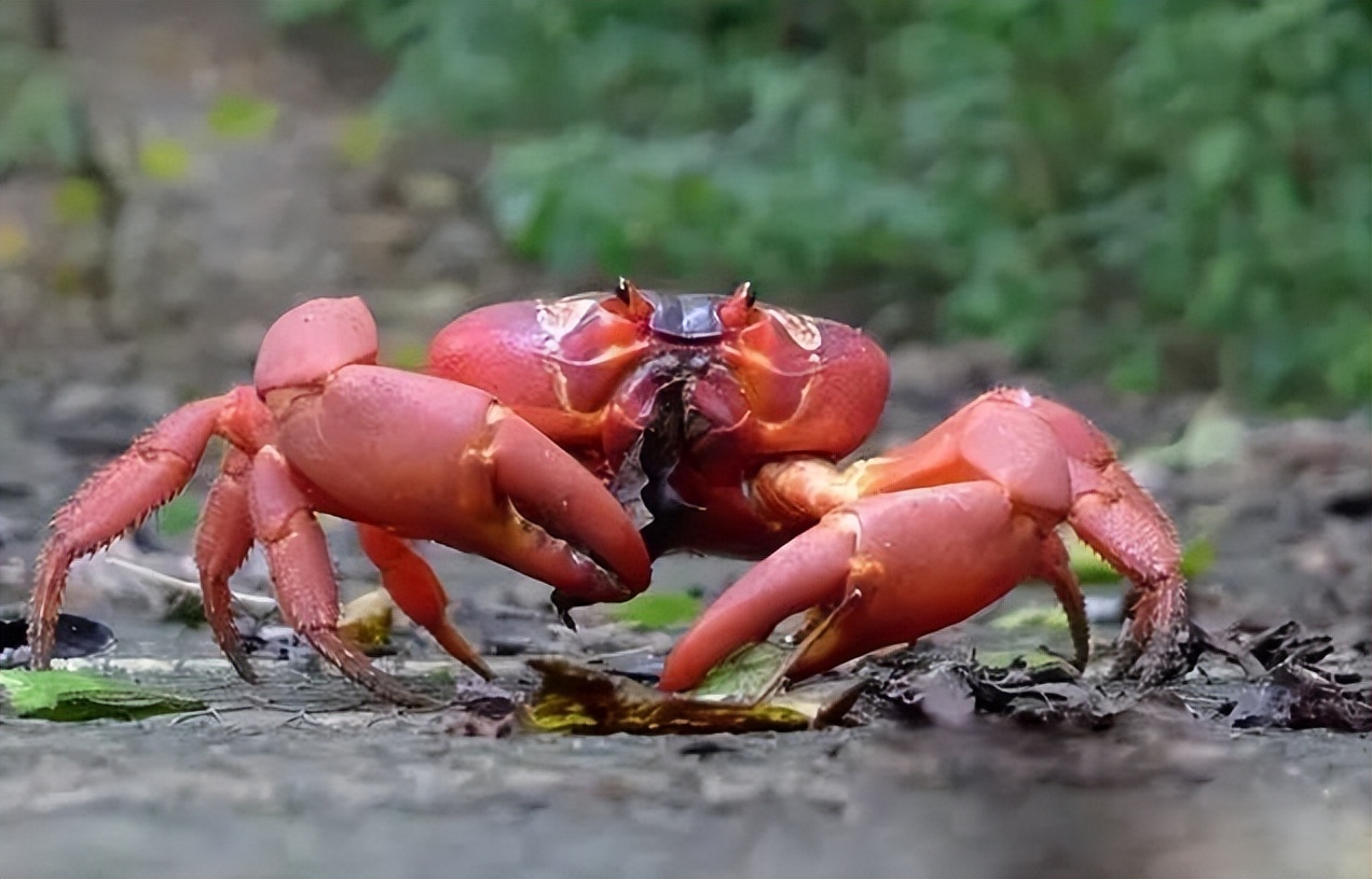 How poisonous are poisonous crabs compared to cobras? - iNEWS