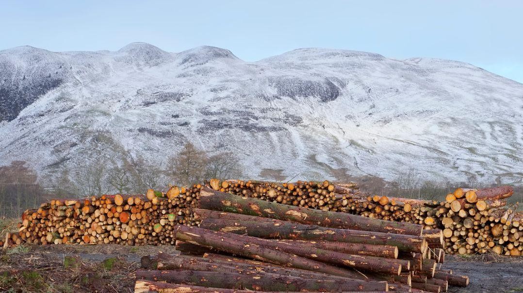 Why did the timber trade become a hub between medieval England and the ...