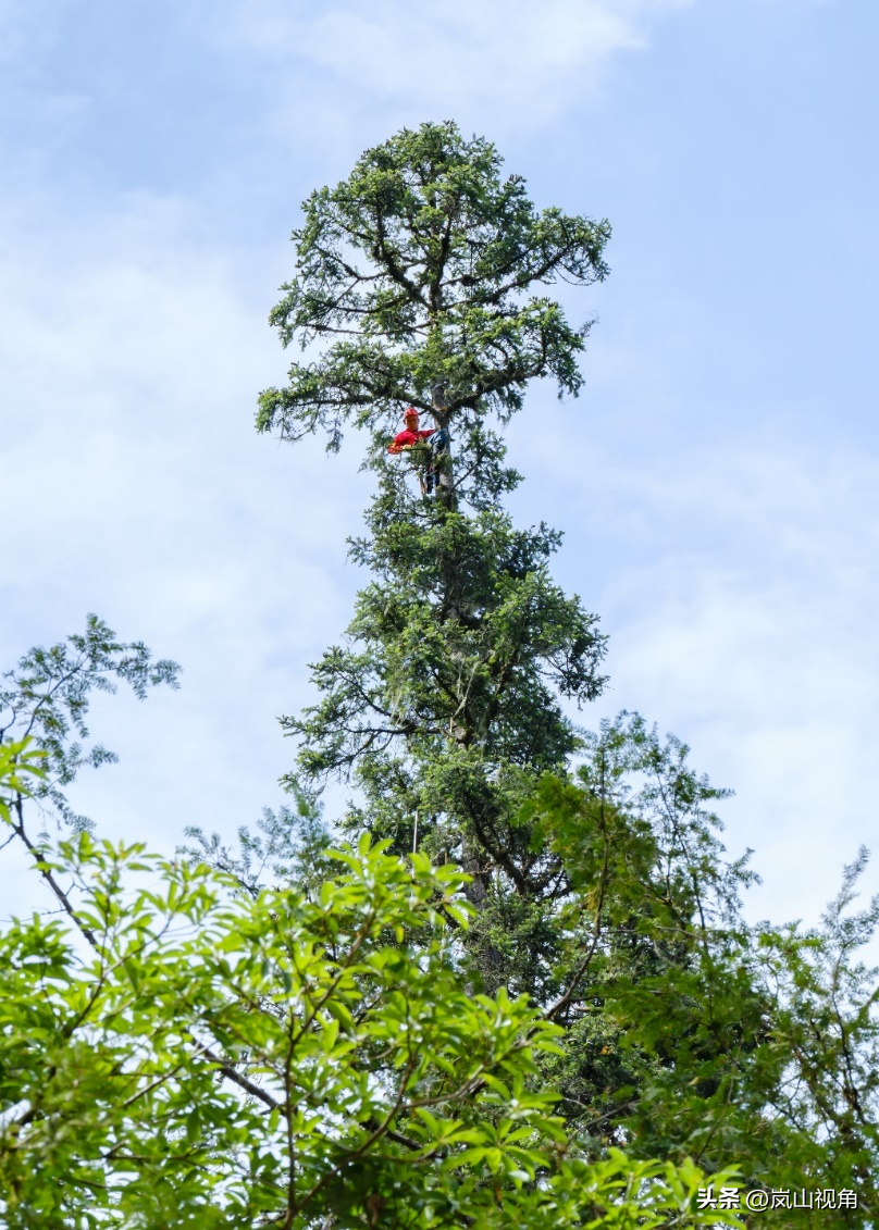 83.4 meters!"China's tallest tree" and other body photos released - iNEWS