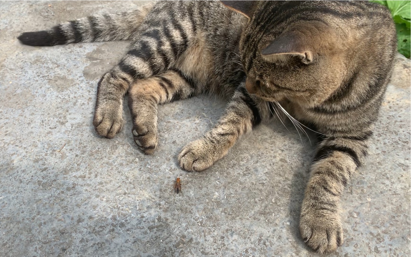 Why do cats like to catch weird "bugs"? There are 5 reasons - iMedia
