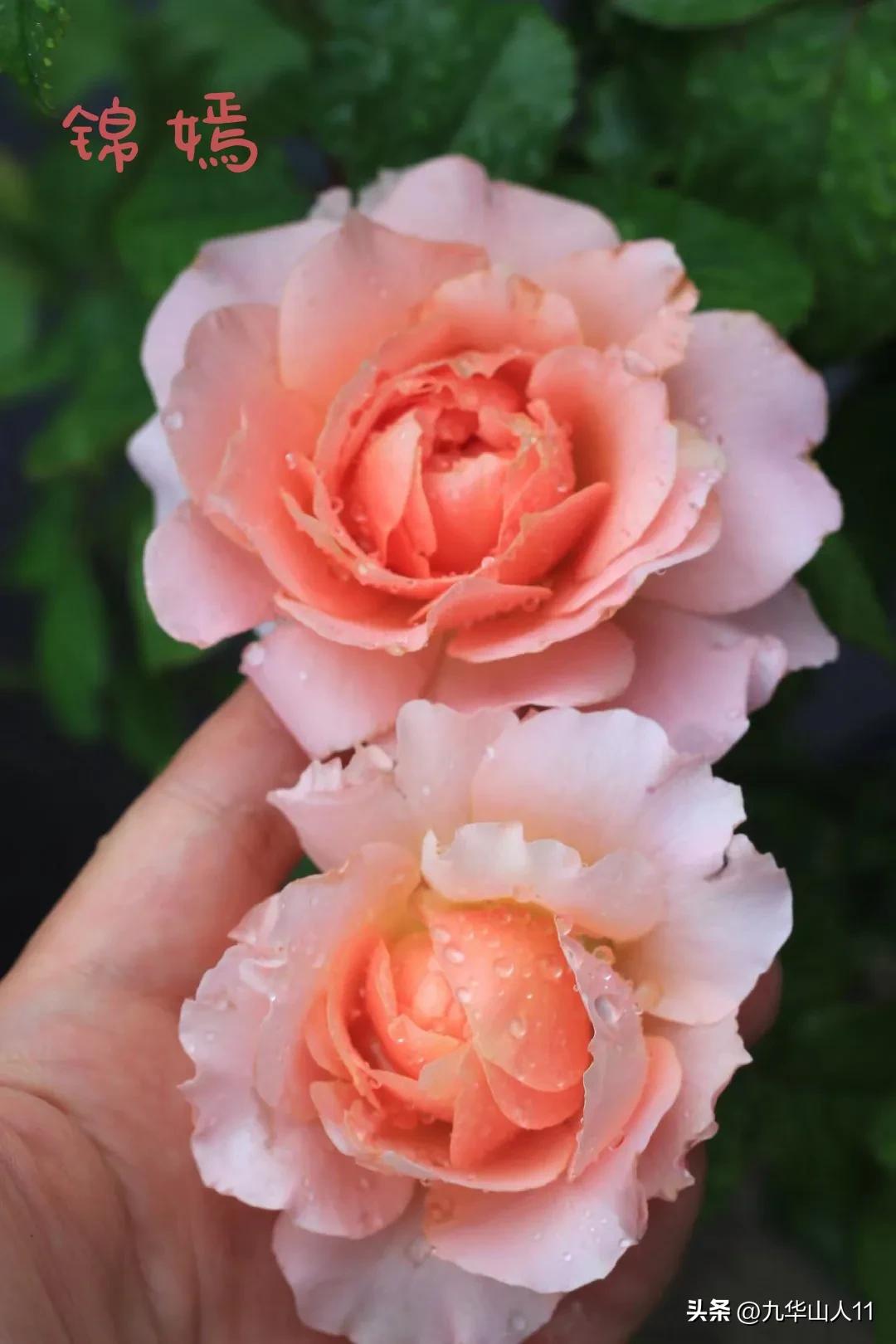 Sirius rose will release several new roses this year - iMedia