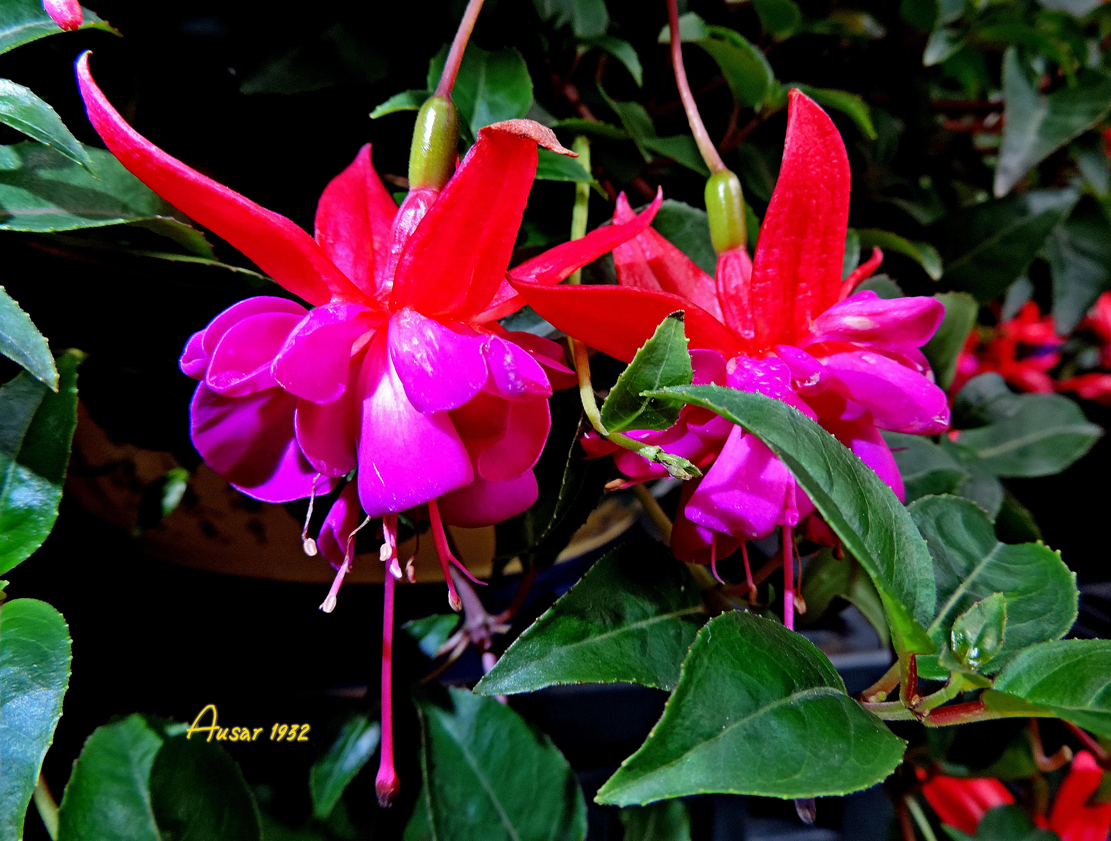 Fuchsia, peculiar flower shape, important flower plant - iNEWS