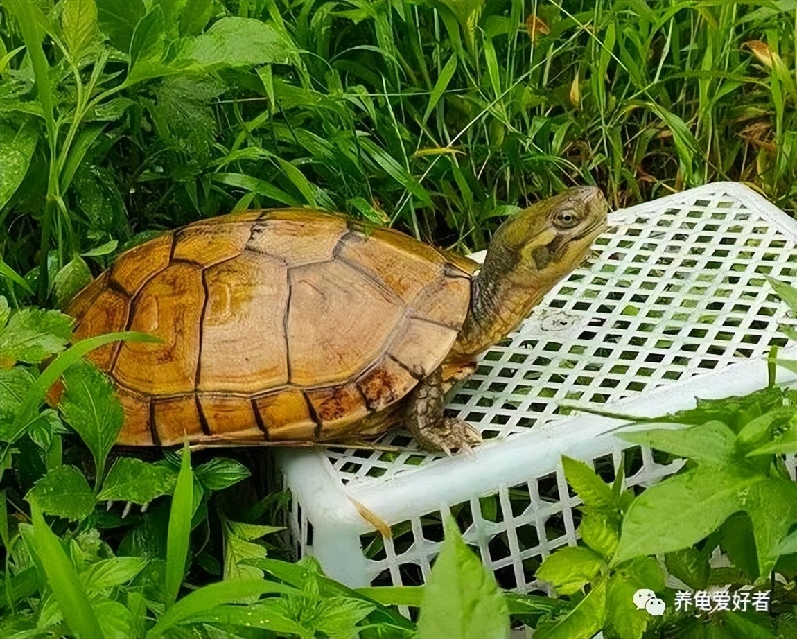 Can you really wait for the best time to raise turtles? - iNEWS