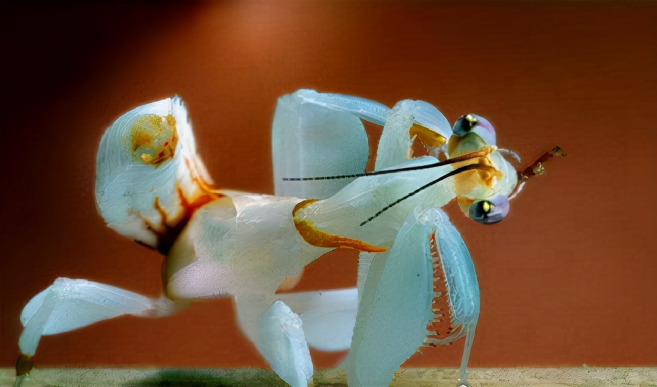 The most beautiful mantis in the world-orchid mantis - iNEWS