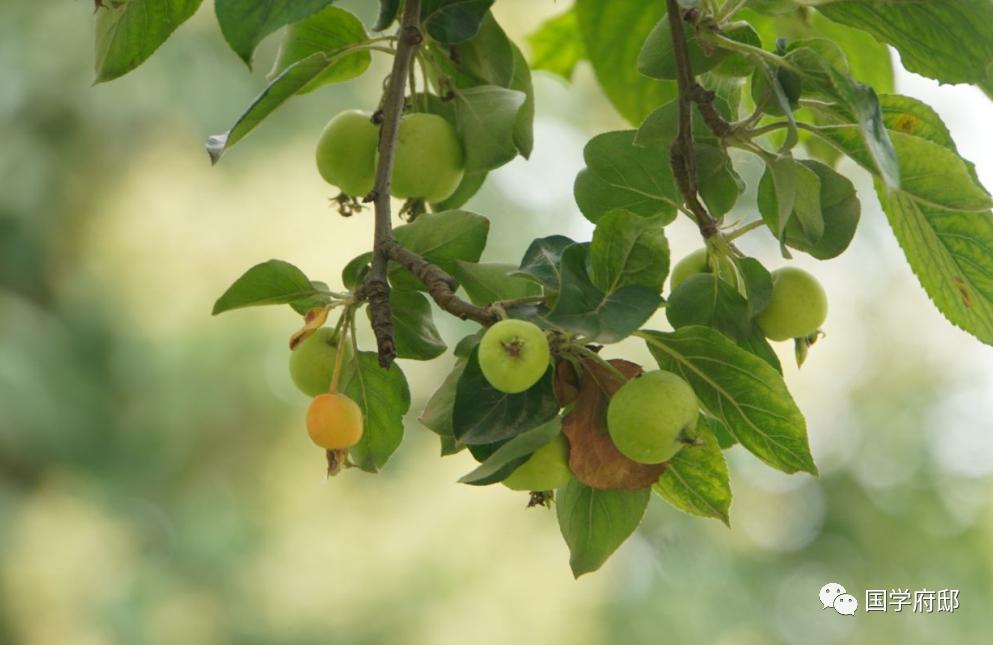 The 40 sentences of the essence of "Book of the Later Han Dynasty" use ...