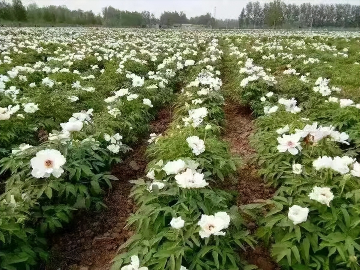 Growth cycle of oil peony - iNEWS