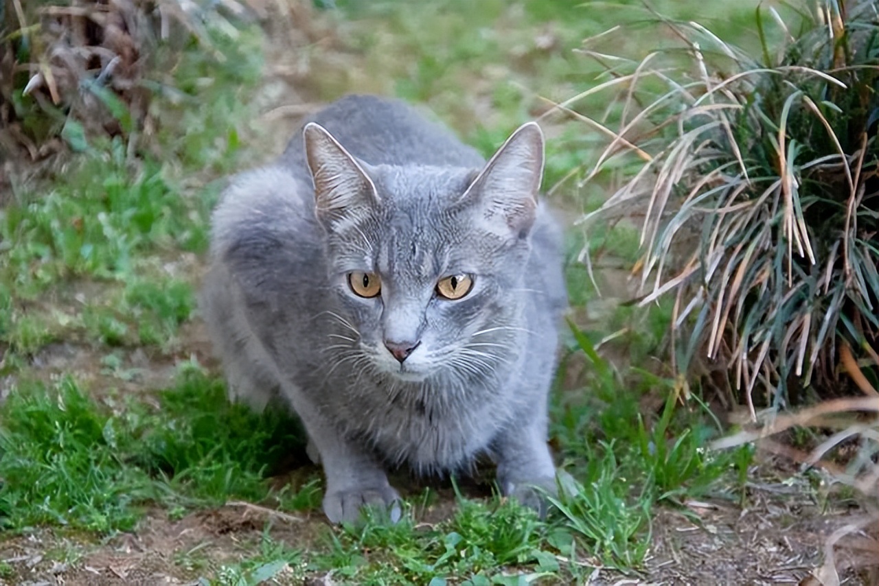 Want to adopt a "stray cat"? First figure out the difference between ...