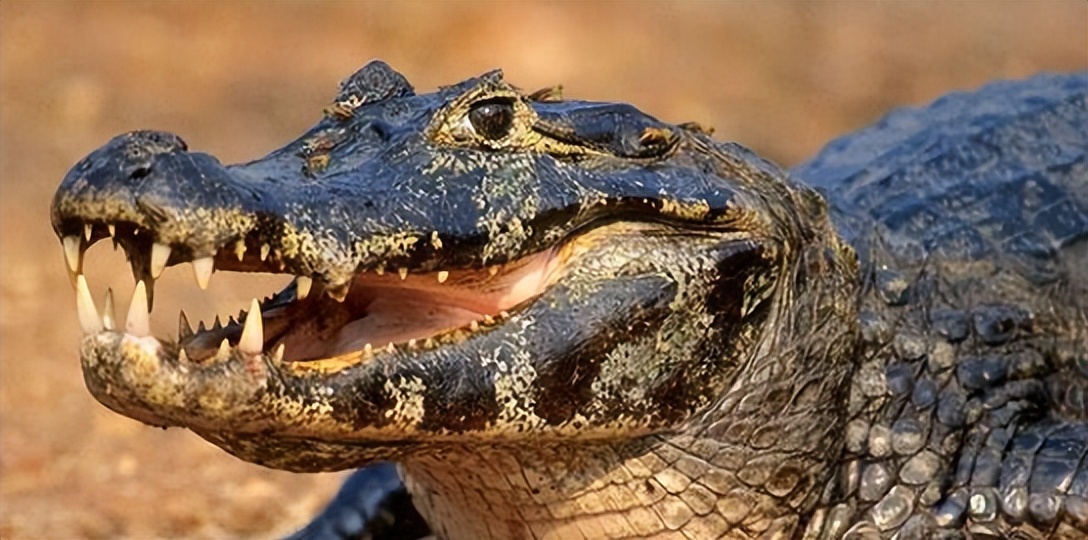 Black caimans: giants of nature, encounters with humans - iNEWS