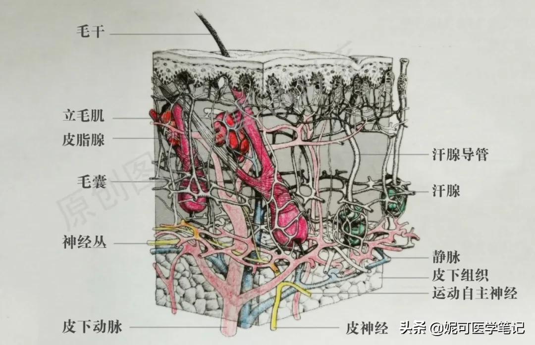 Skincare: How do pimples form?What is the white substance in acne? - iNEWS